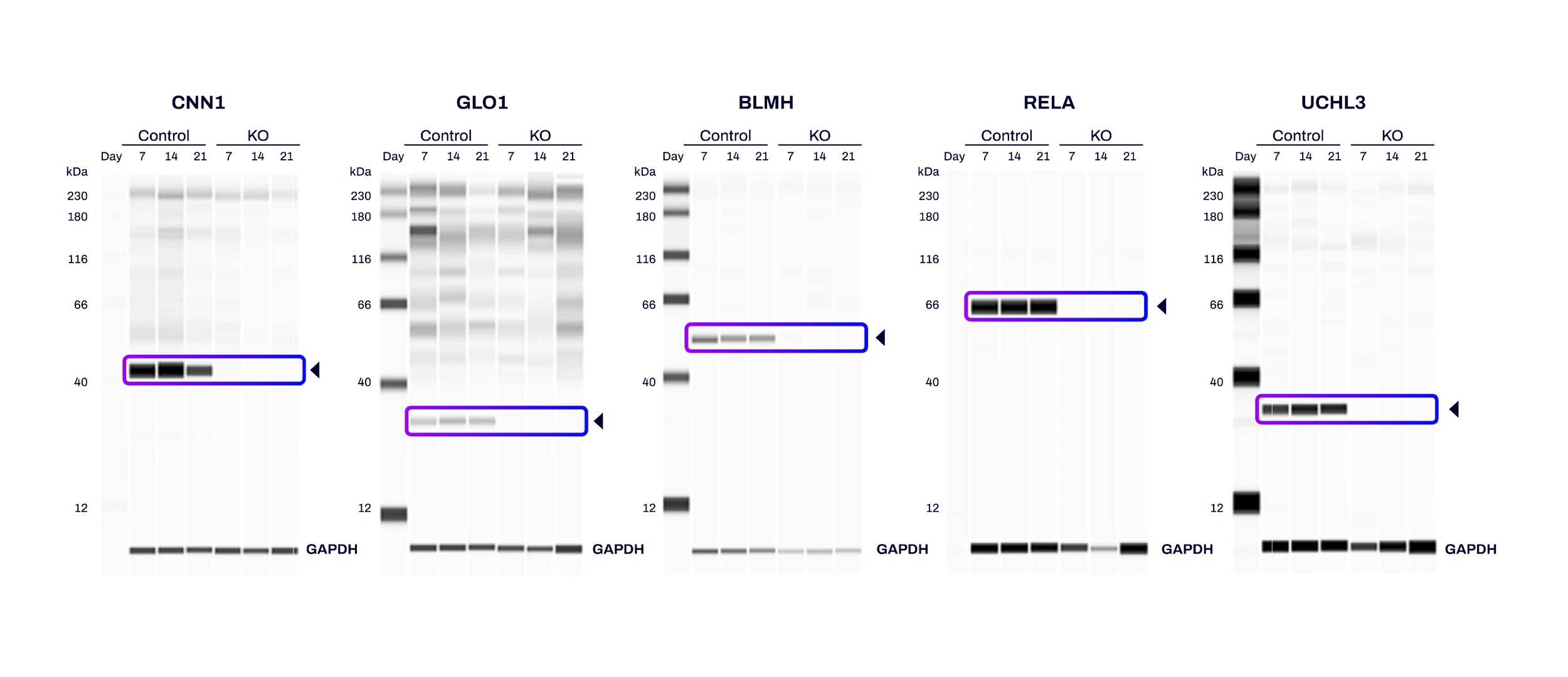 Arrayed CRISPR gRNA Libraries | EditCo